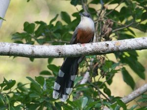 Cuckoo bird - All birds of Cuculidae Family with photos