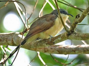 Cuckoo bird - All birds of Cuculidae Family with photos
