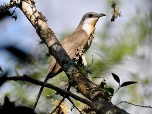 Cuckoo bird - All birds of Cuculidae Family with photos