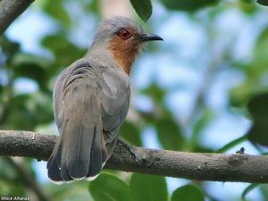 Cuckoo bird - All birds of Cuculidae Family with photos