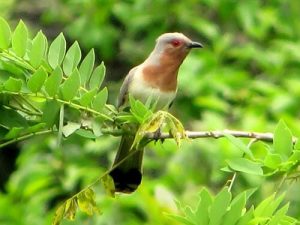 Cuckoo bird - All birds of Cuculidae Family with photos
