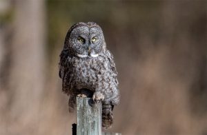 Identifying Raptors - How to Differentiate Birds of Prey