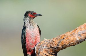 11 Woodpeckers in Washington State and Where to Find Them