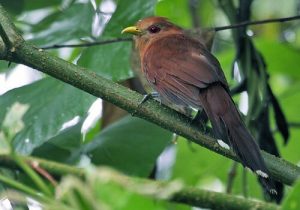 Cuckoo bird - All birds of Cuculidae Family with photos