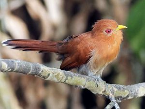 Cuckoo bird - All birds of Cuculidae Family with photos