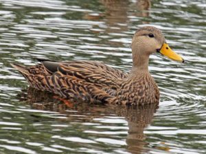 The 34 Types Of Ducks In Florida And Where To Find Them