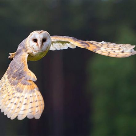 The 8 Owls Of Kentucky And Where To Find Them