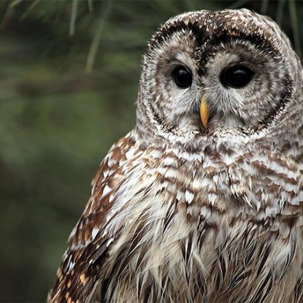 The 8 Owl Types Of Virginia And Where To Find Them