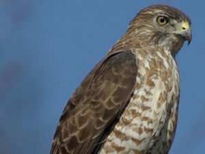The 10 Types Of Hawks In Iowa And Where To Find Them