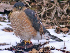 The 10 Types Of Hawks In Iowa And Where To Find Them
