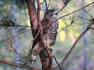 The 10 Types Of Hawks In Iowa And Where To Find Them