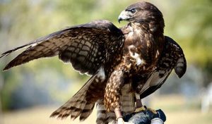 The 8 hawks of Florida: Aerial acrobatics and flight shows