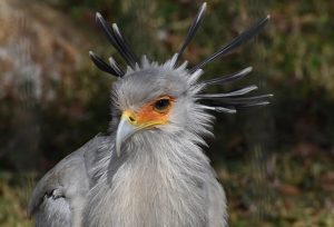 Identifying Raptors - How to Differentiate Birds of Prey