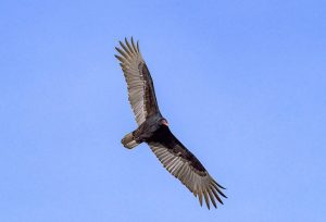 Identifying Raptors - How to Differentiate Birds of Prey