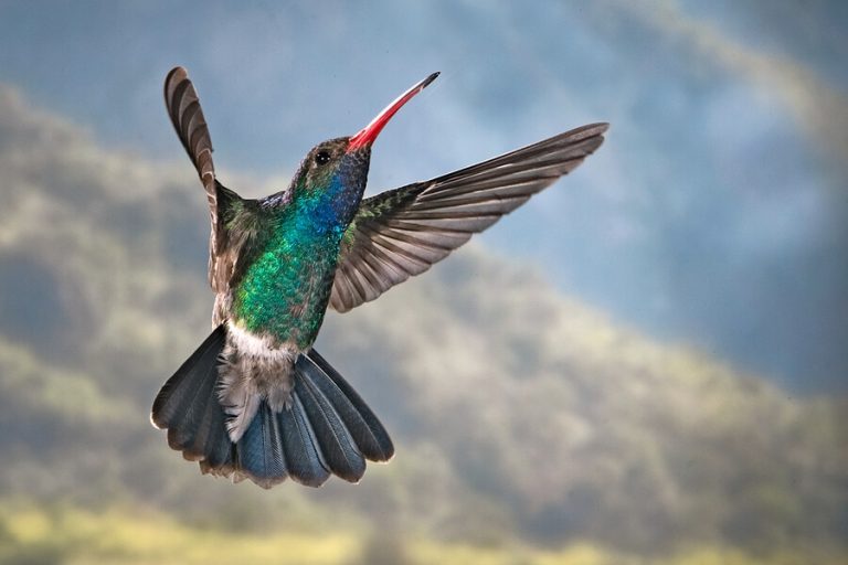 17 Hummingbirds in Texas (With Pictures)
