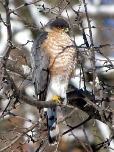 8 Hawks of the Prairie State Illinois