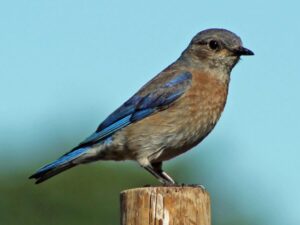 19 Birds With Orange Chests of North America (With Pictures)
