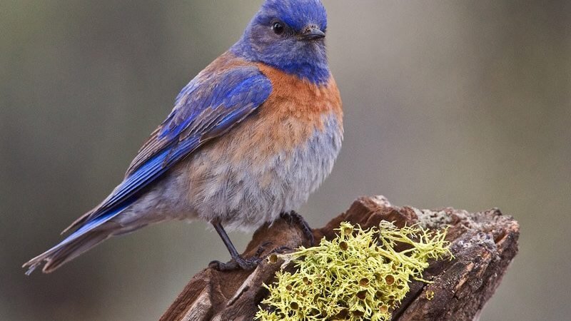 Avibirds - All About Birds and Birding