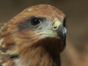Identifying Raptors - How to Differentiate Birds of Prey
