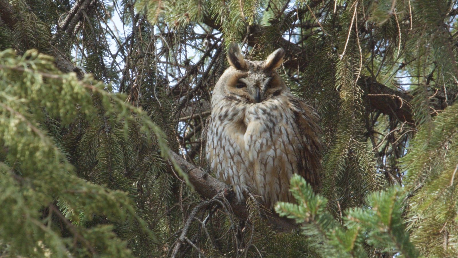 Long-Eared owl also known as Asio Otus