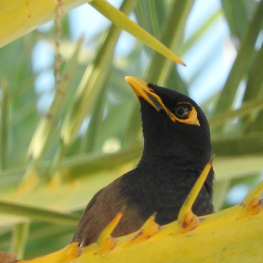 Backyard Birds of Hawaii: Abundant Exotics - Avibirds.com