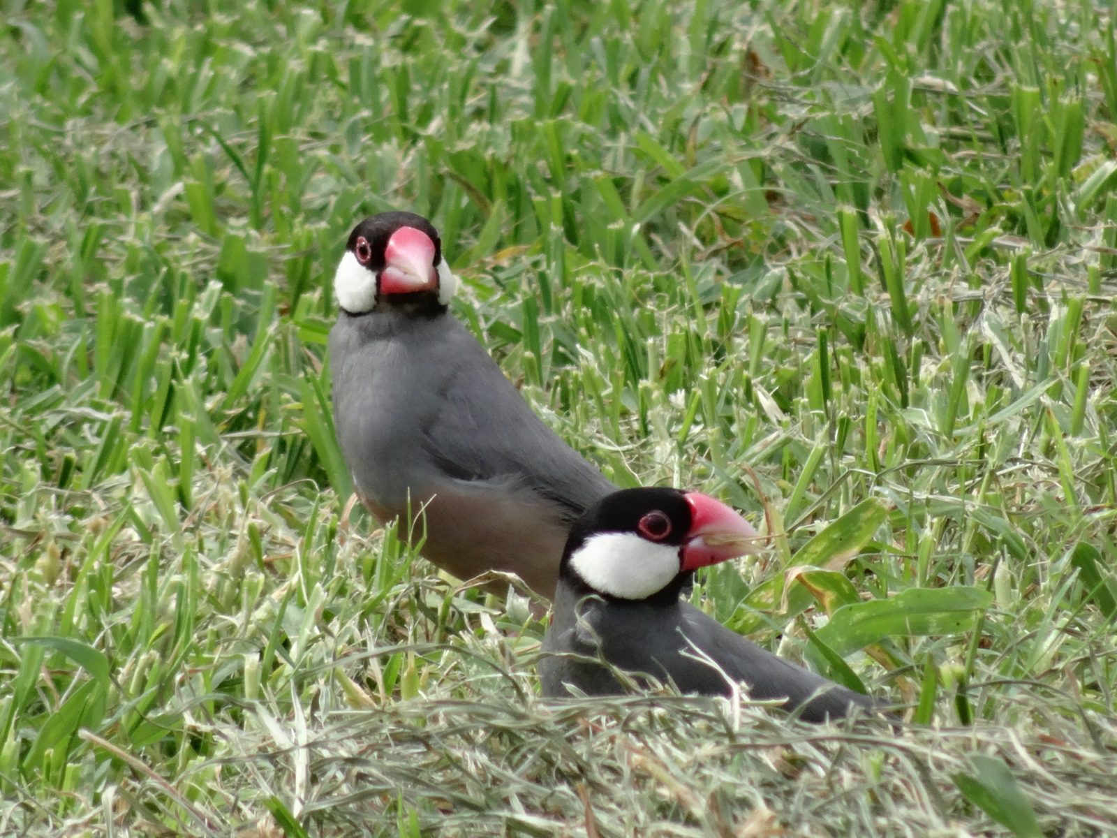 Backyard Birds of Hawaii: Abundant Exotics