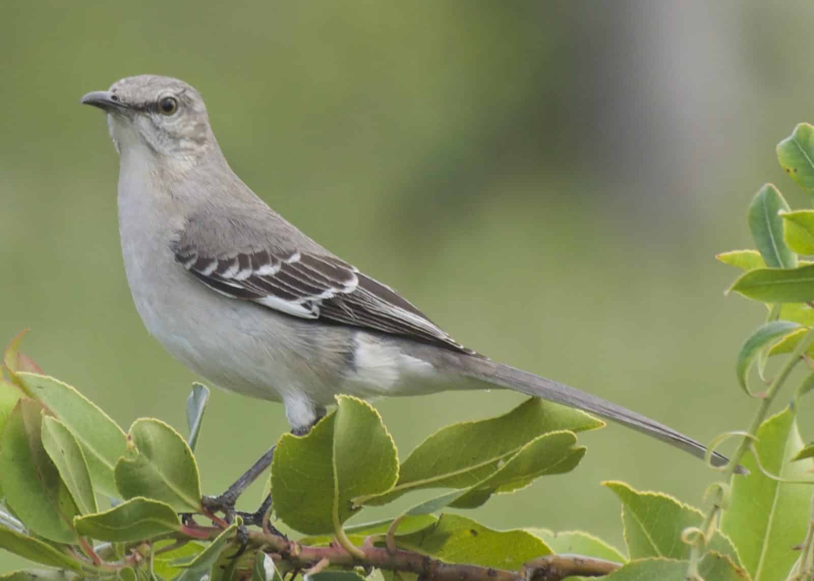 Backyard Birds of Hawaii: Abundant Exotics