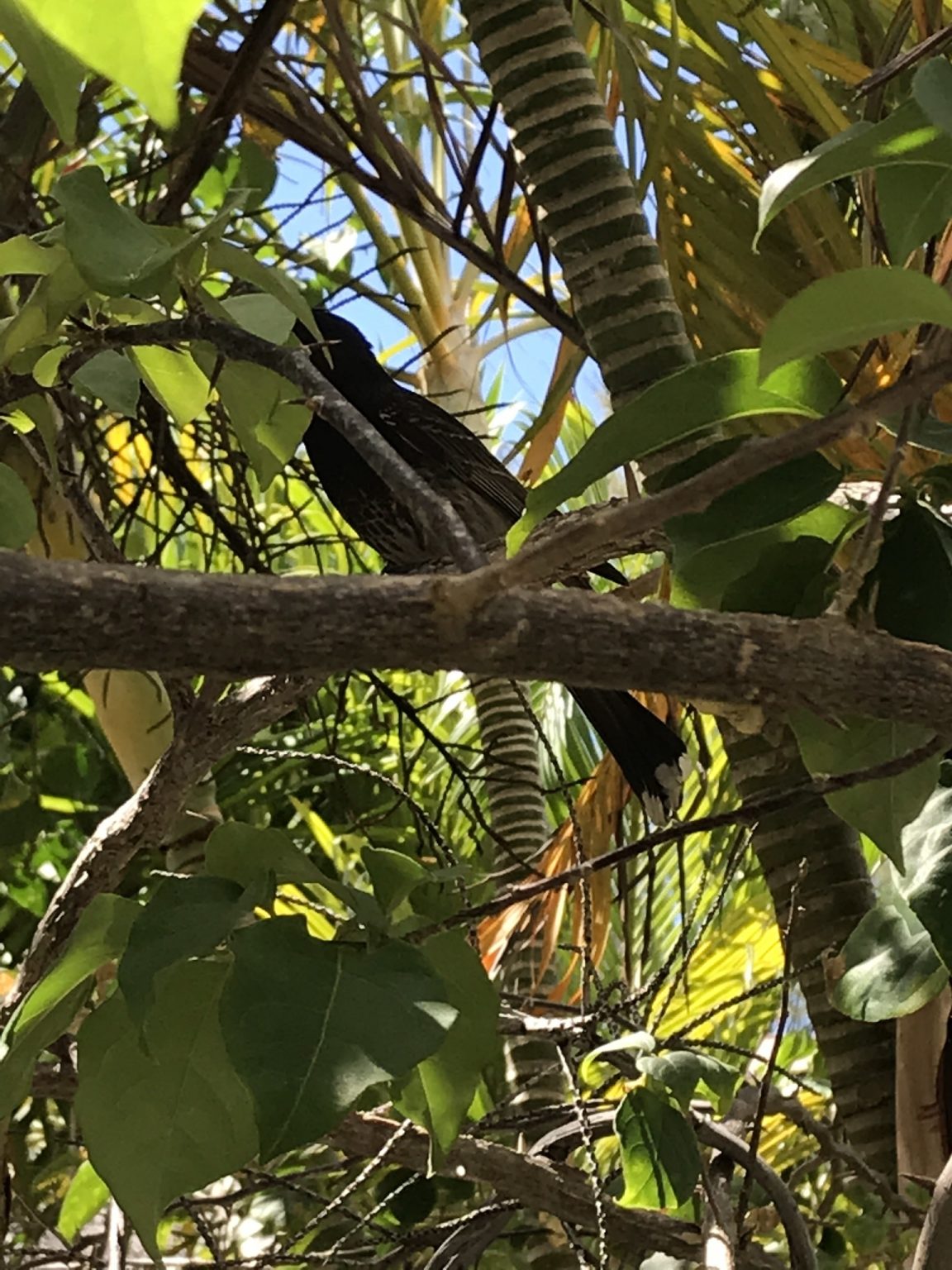 Backyard Birds of Hawaii: Abundant Exotics