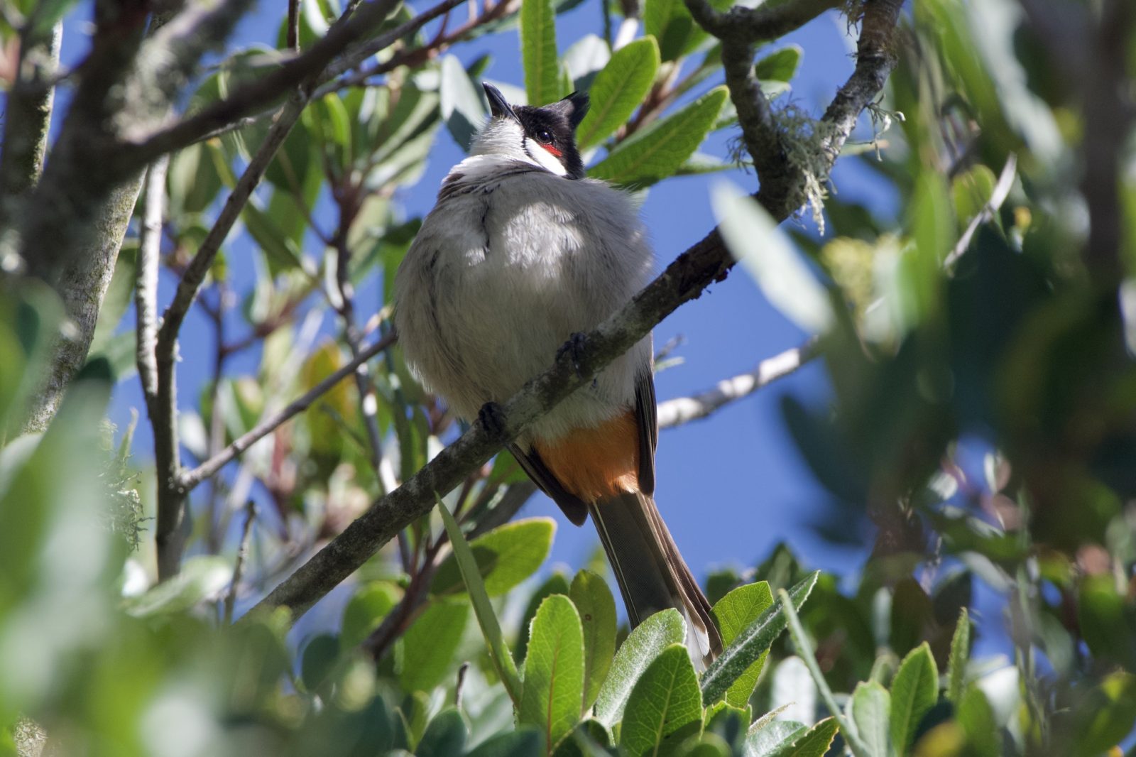 Backyard Birds of Hawaii: Abundant Exotics