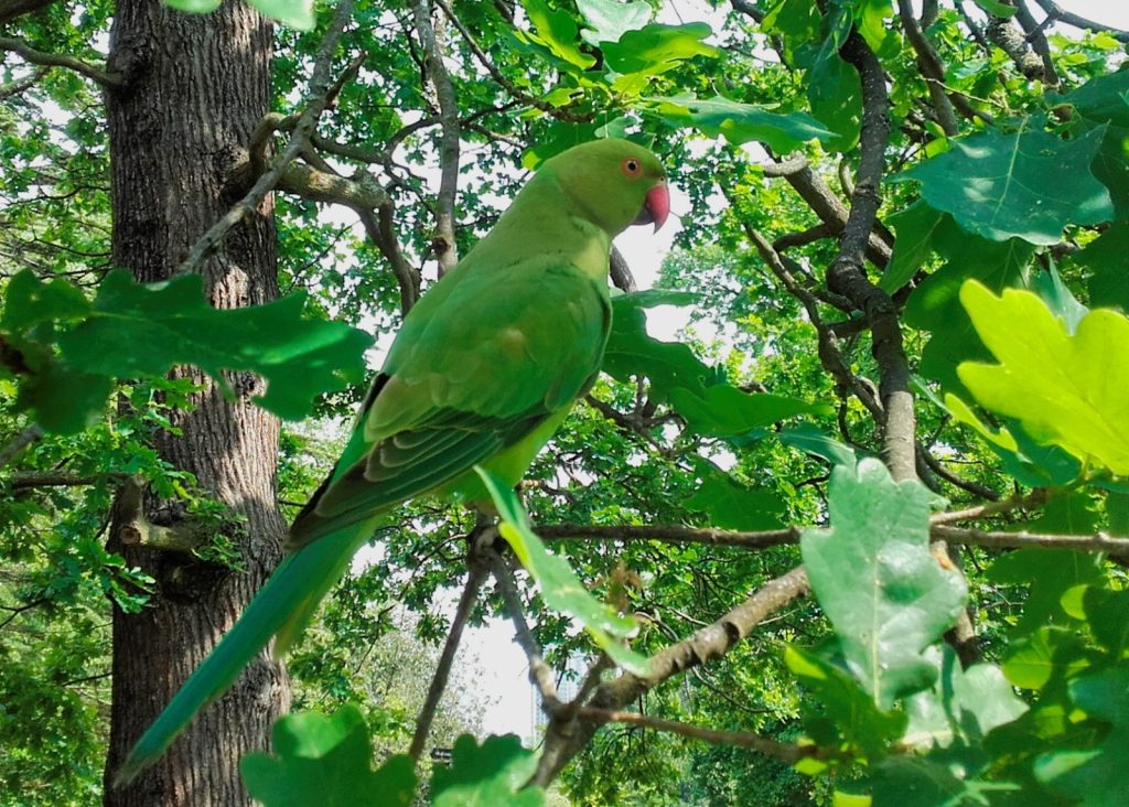 Backyard Birds of Hawaii: Abundant Exotics