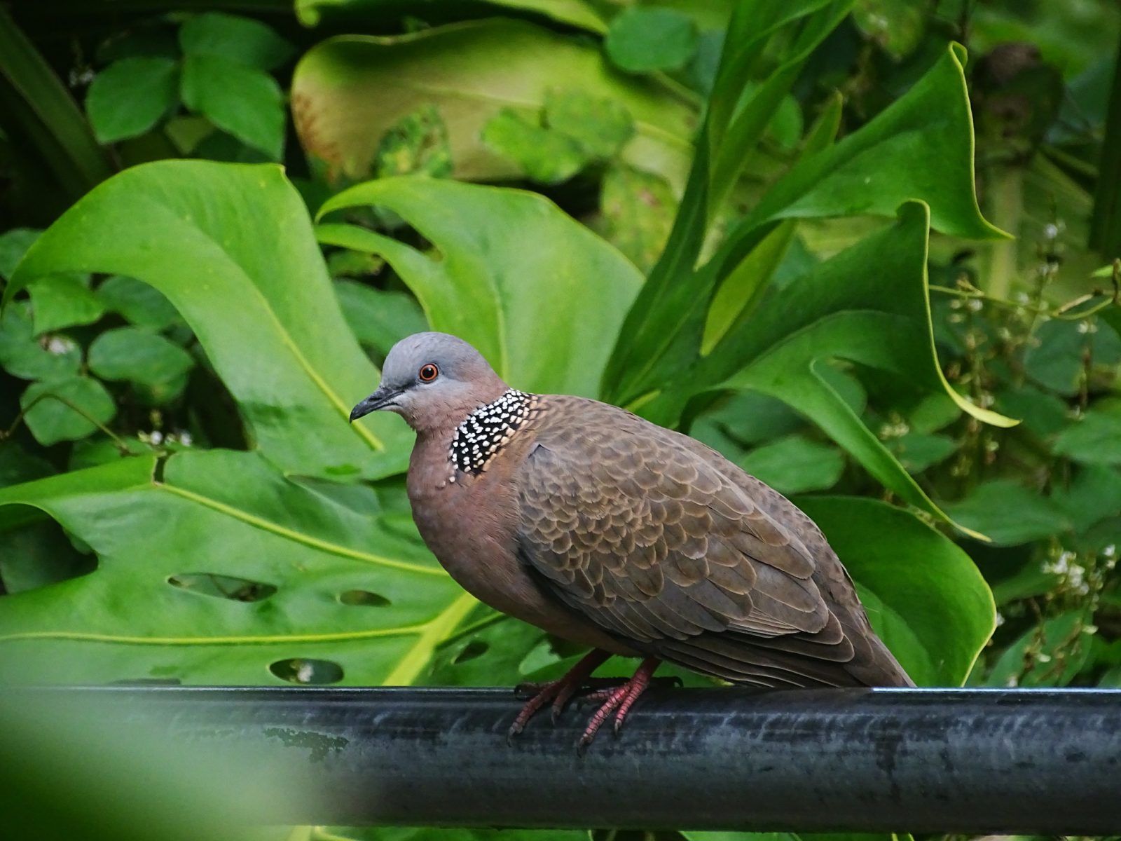 Backyard Birds of Hawaii: Abundant Exotics