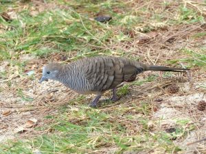 Backyard Birds of Hawaii: Abundant Exotics