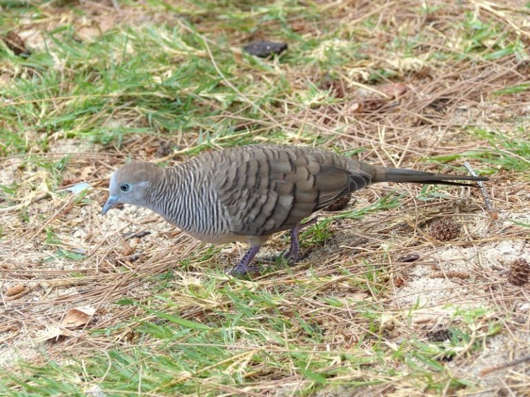 Backyard Birds of Hawaii: Abundant Exotics