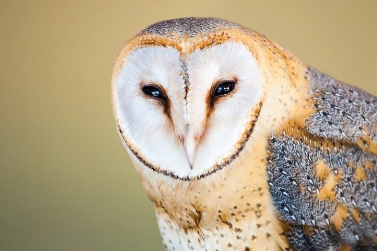 The 9 Owls of Illinois and Where to Find Them