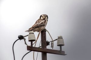 11 Owls in Wisconsin - Avibirds.com