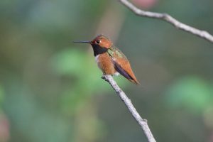 7 Hummingbirds In Kansas - AviBirds