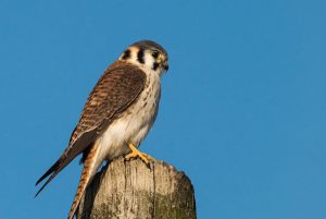 The 5 Types Of Falcons In Texas And Where To Find Them