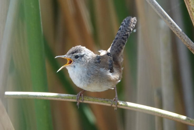 The 7 Types Of Wrens In Ohio And Where To Find Them