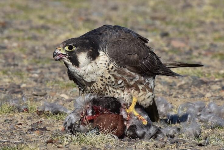 The 5 Types Of Falcons In Texas And Where To Find Them