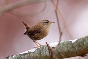 The 7 Types Of Wrens In Ohio And Where To Find Them