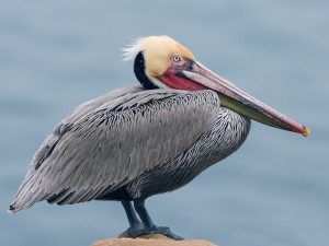 8 Types of pelicans (Pelecanidae Family) – Pelicans Bird