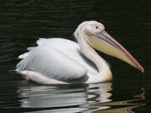 8 Types of pelicans (Pelecanidae Family) – Pelicans Bird