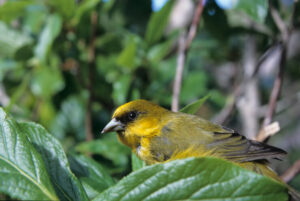 The 16 Types Of Finches In Hawaii And Where To Find Them