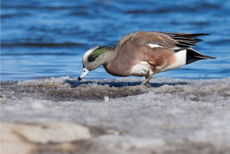 The 34 Types Of Ducks In Florida And Where To Find Them