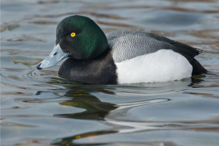 The 34 Types Of Ducks In Florida And Where To Find Them