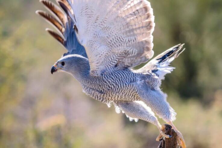 The 15 Types Of Hawks In Texas