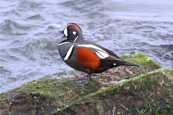 The 34 Types Of Ducks In Florida And Where To Find Them