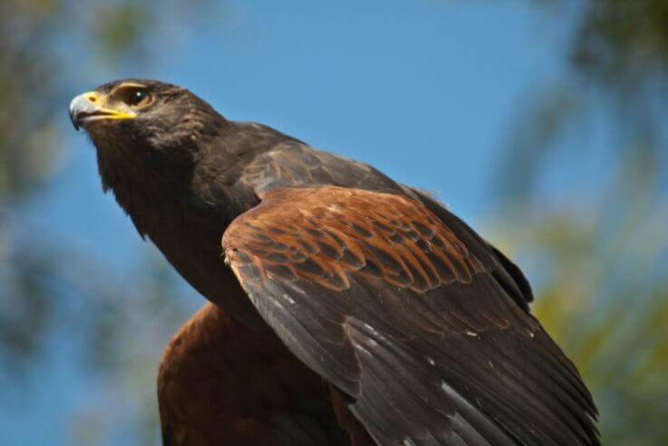 11 Hawks in California