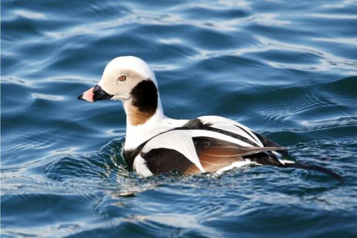 The 34 Types Of Ducks In Florida And Where To Find Them