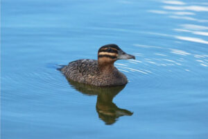 The 34 Types Of Ducks In Florida And Where To Find Them